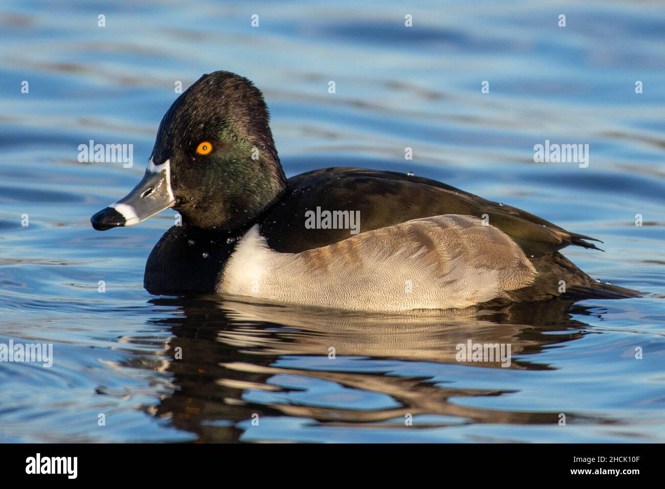Male ring necked duck swimming in hi-res stock photography and images ...