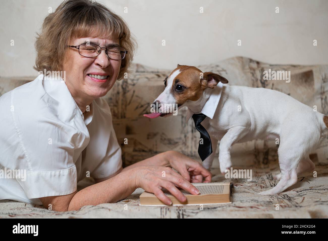 Dog jack russell terrier licks face of elderly caucasian woman Stock ...