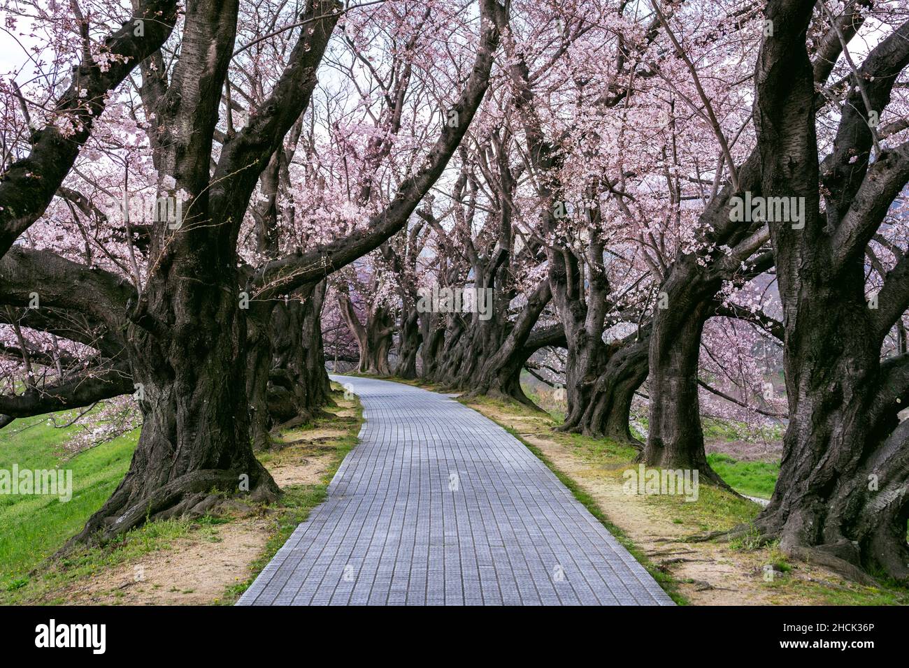 Row of cherry blossom tree in springtime, Kyoto in Japan Stock Photo ...