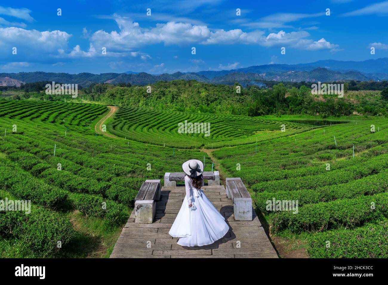 Tea plantation in chiang rai province hi-res stock photography and ...