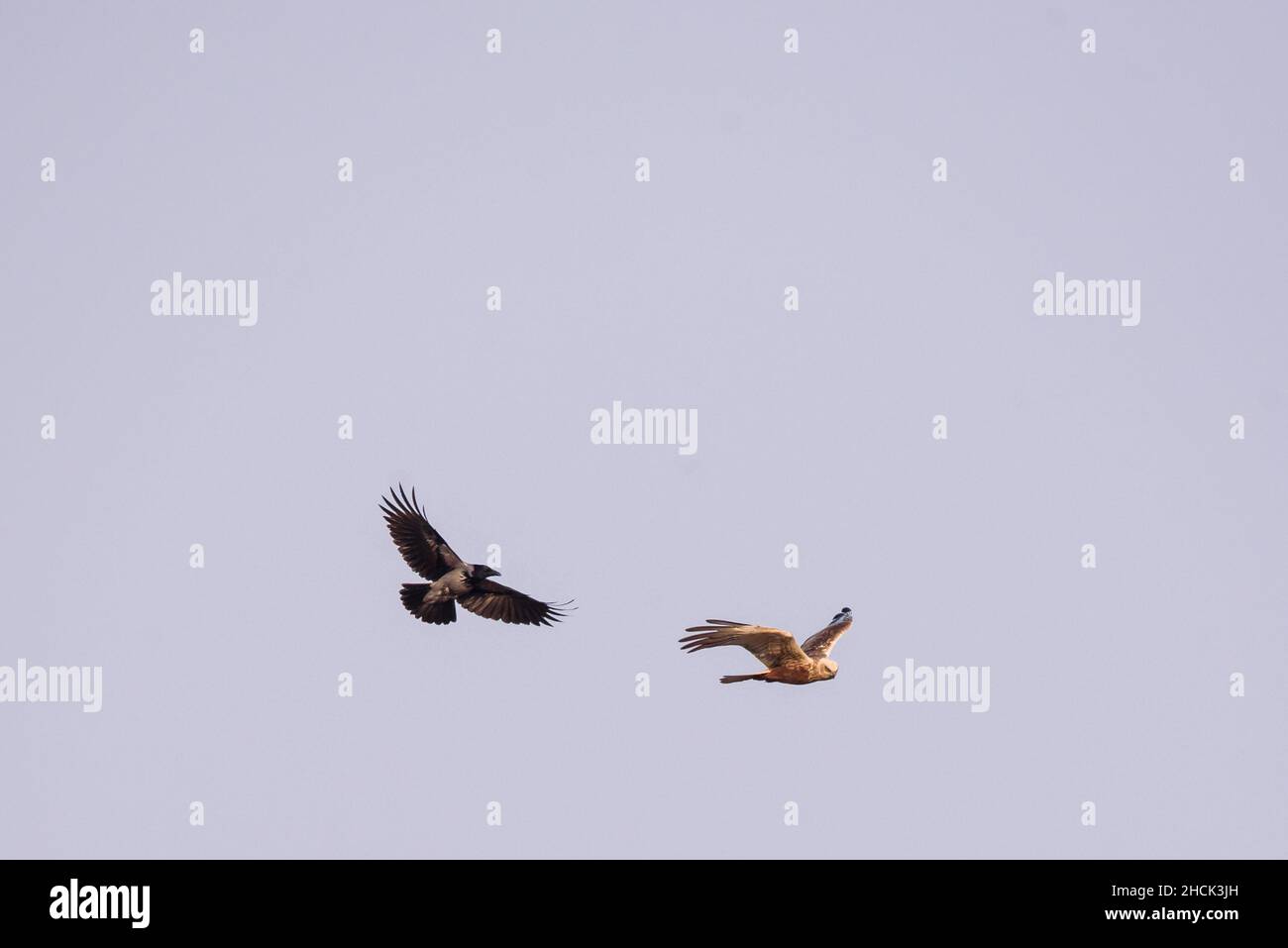Selective focus photo. Hooded crow bird flying next to marsh harrier ...