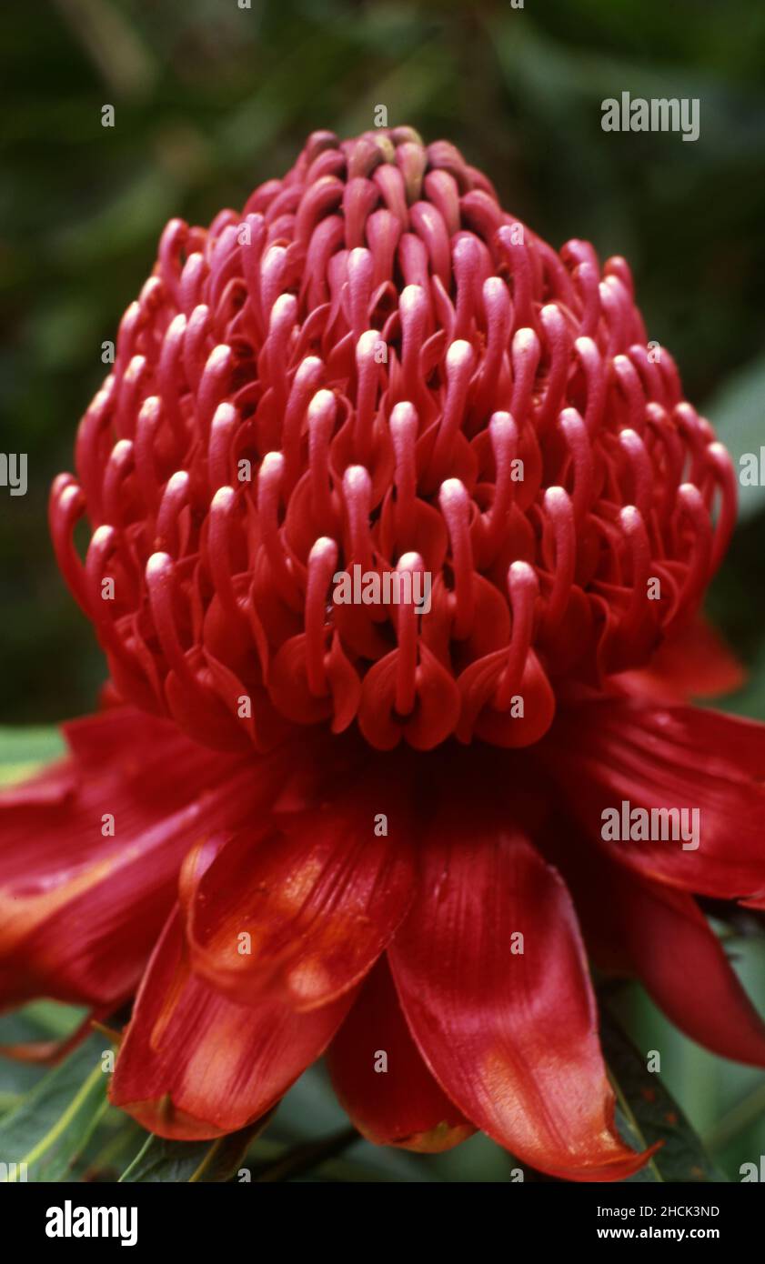 Waratah flower hi-res stock photography and images - Alamy