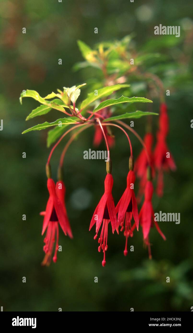 Fuchsia magellanica hummingbird hardy hi-res stock photography and ...
