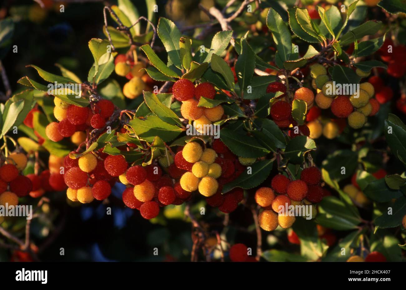 KILLARNEY OR IRISH STRAWBERRY TREE (ARBUTUS UNEDO Stock Photo - Alamy