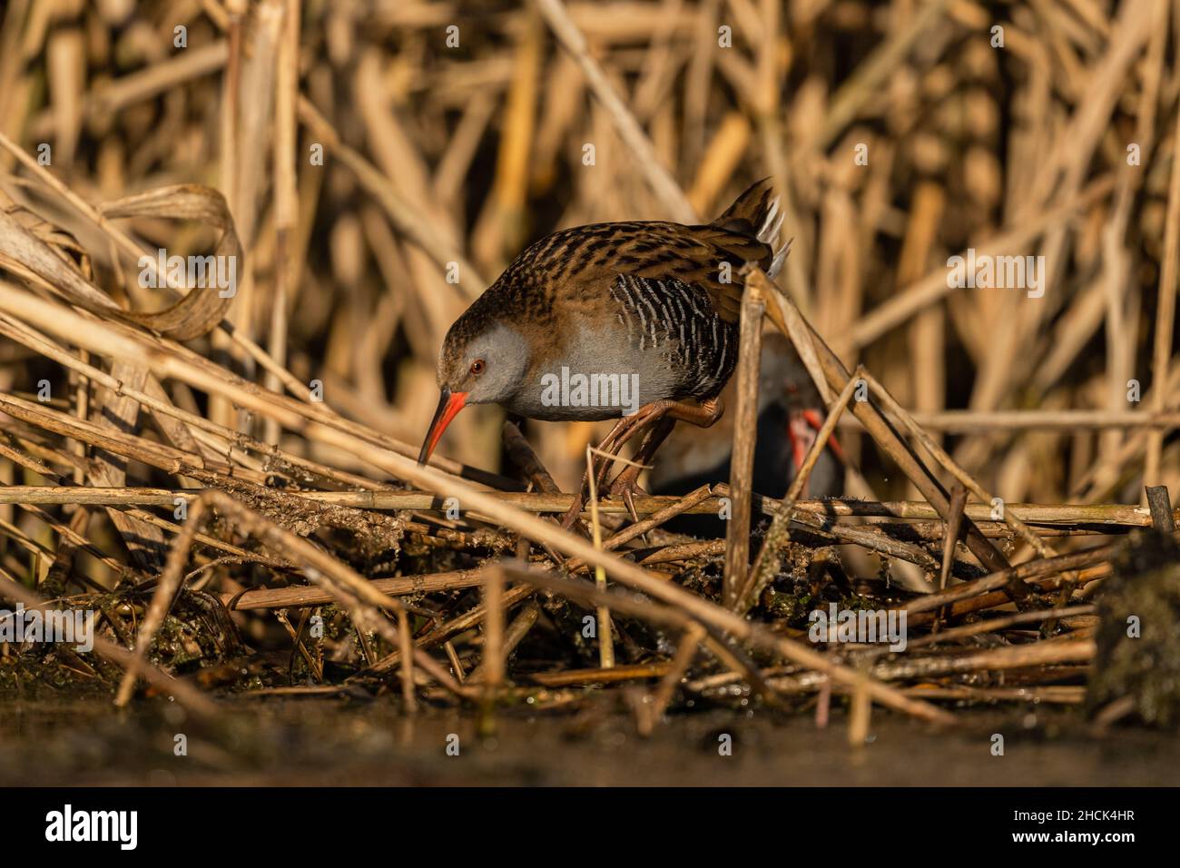 Male water rail hi-res stock photography and images - Alamy