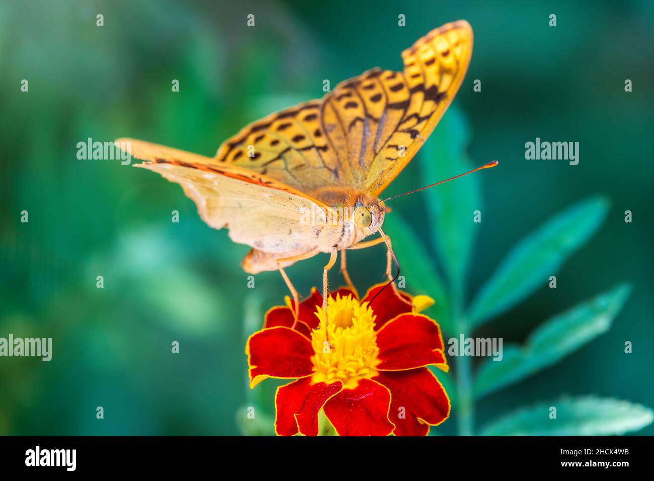 The dark green fritillary butterfly collects nectar on flower. Speyeria ...