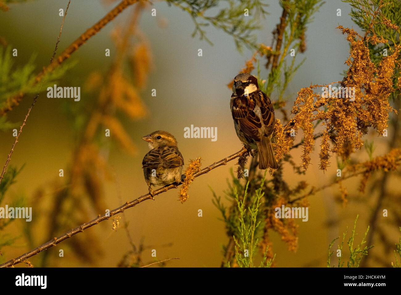 The Spanish sparrow, willow sparrow (Passer hispaniolensis Stock Photo ...