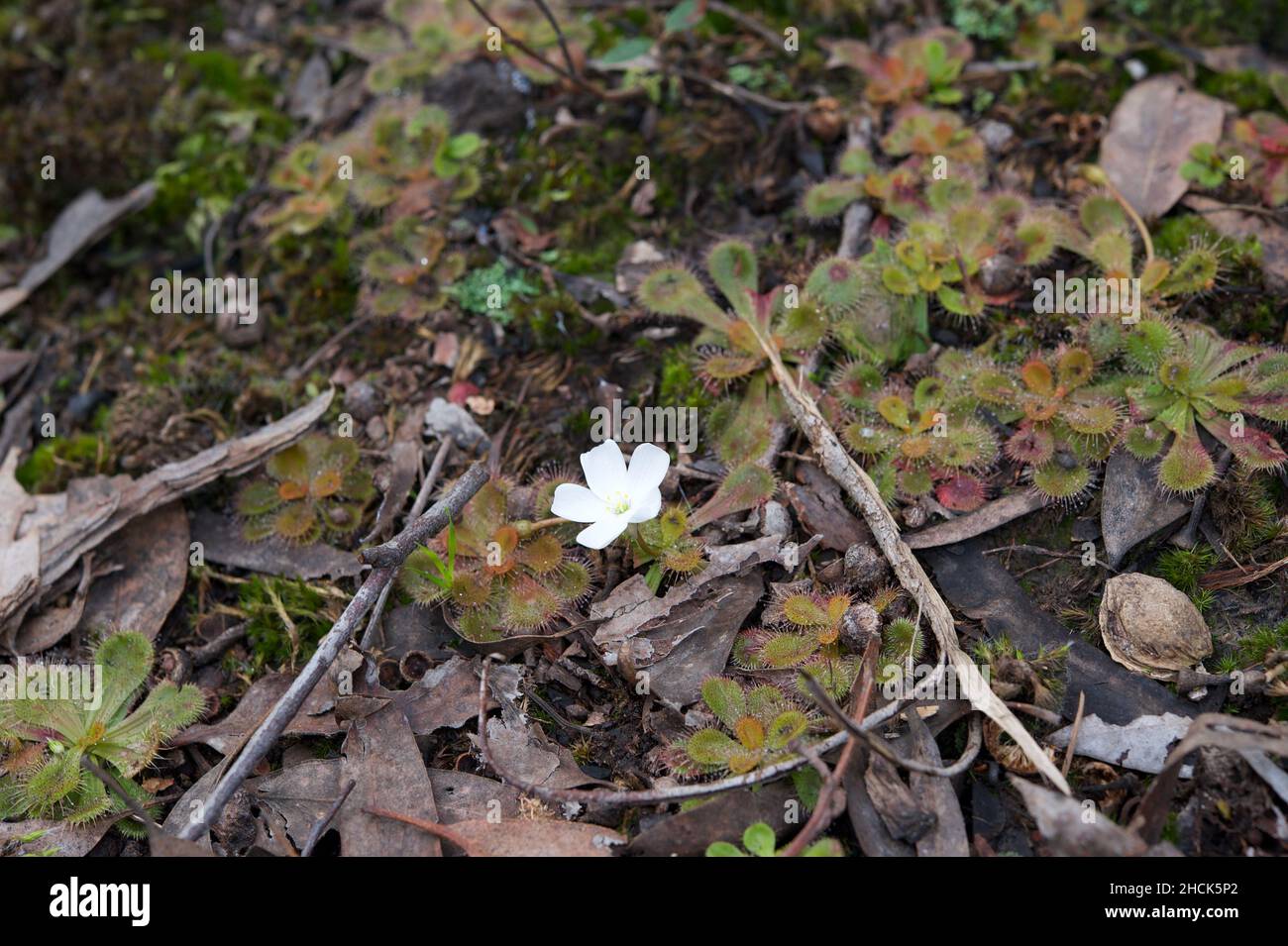 A colony of Scented Sundews (Drosera Whitakeri) waits for insects to be ...