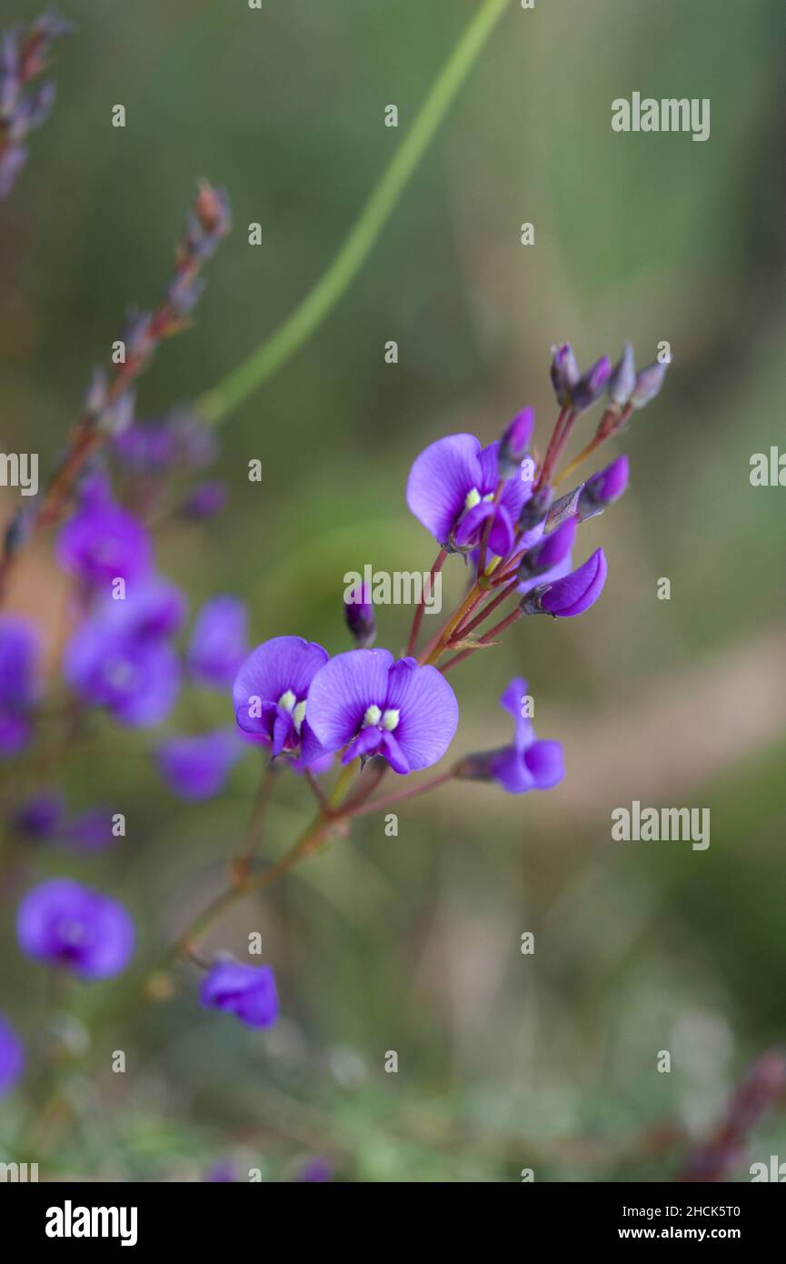 A bunch of False Sarsaparilla (Hardenbergia Violacea) flowers on a ...