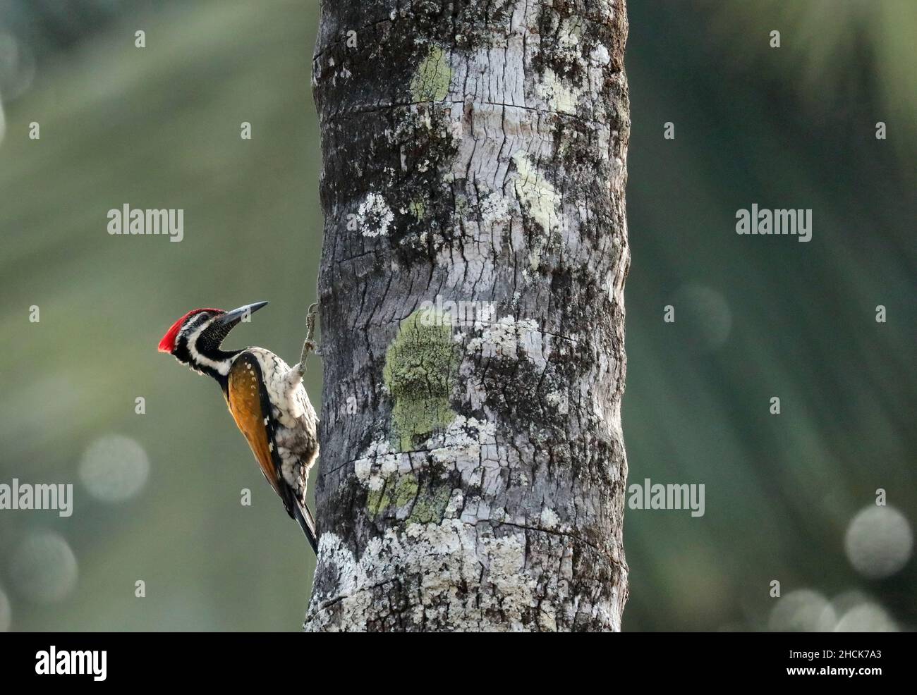 Lesser Flameback or Black Rumped Flameback Woodpecker, Dinopium ...