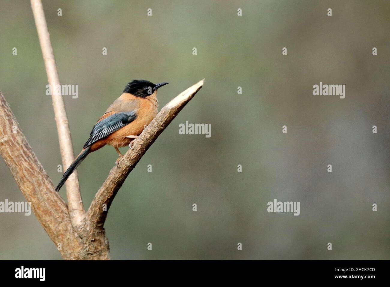 Rufous Sibia, Heterophasia capistrata, Sattal, Uttarakhand, India Stock ...