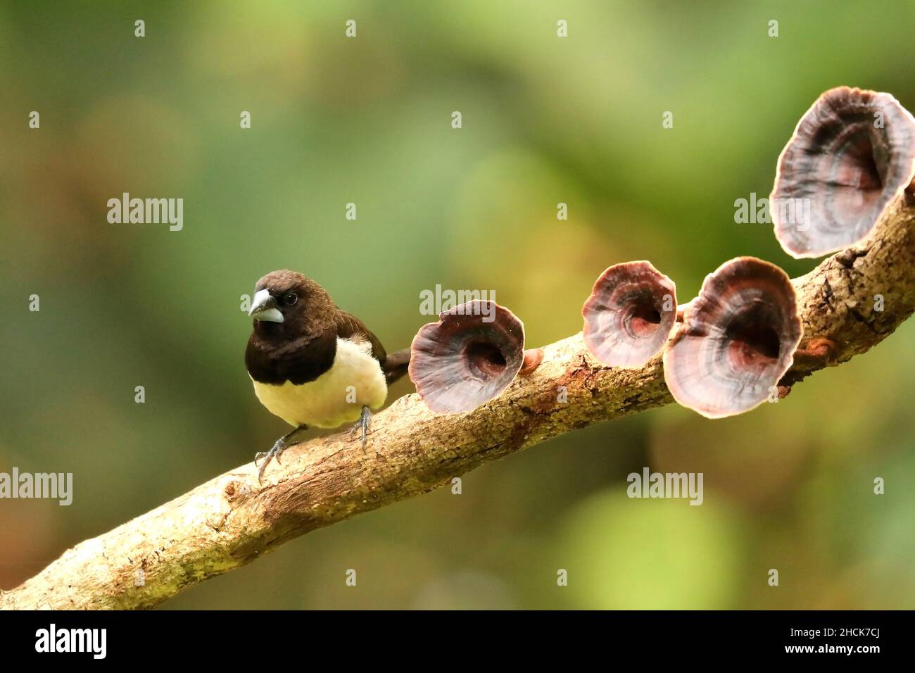 White Rumped Munia, Lonchura striata, Sindhudurg, Maharashtra, India ...