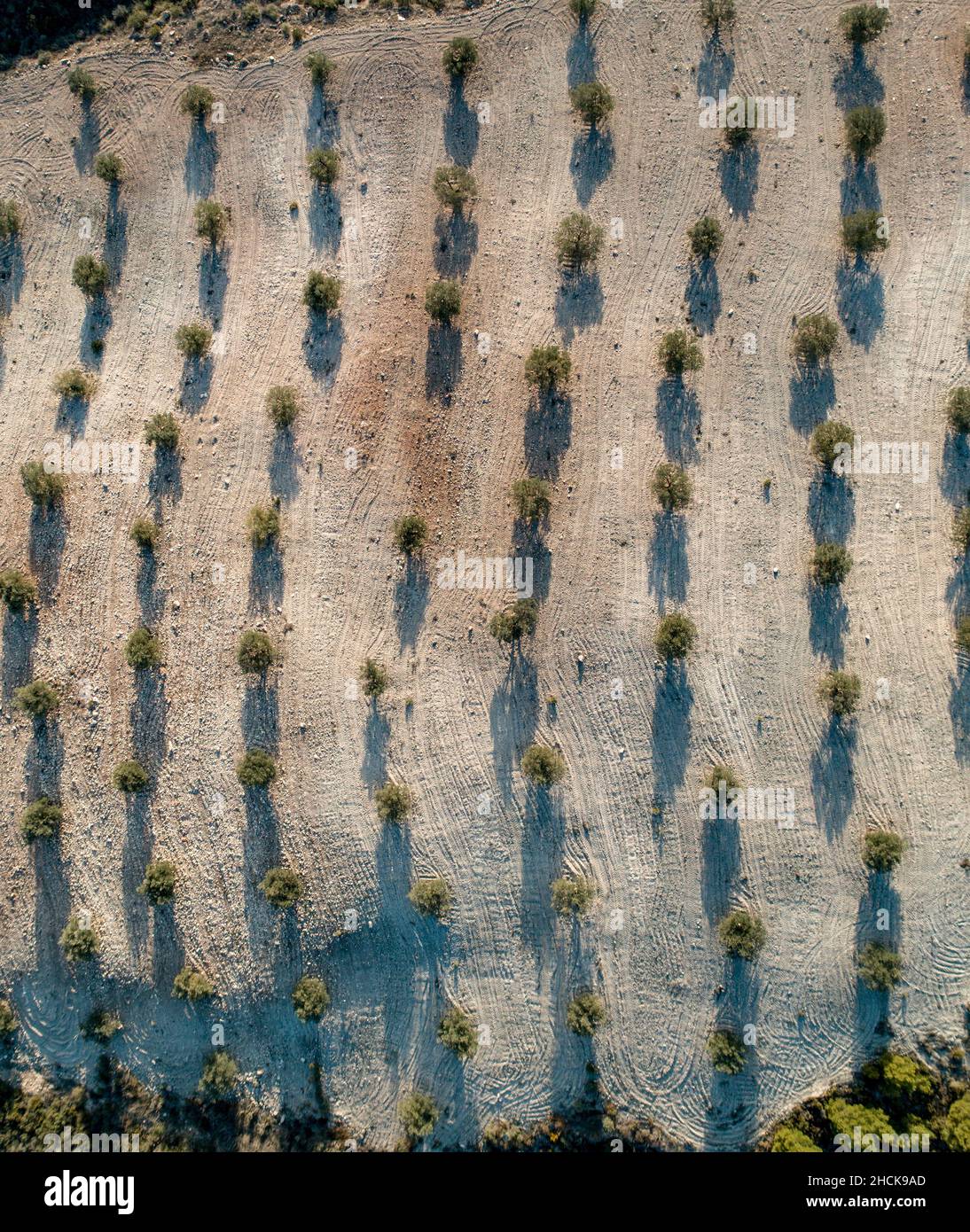 A Spanish Olive Farm Bird's Eye View Stock Photo - Alamy