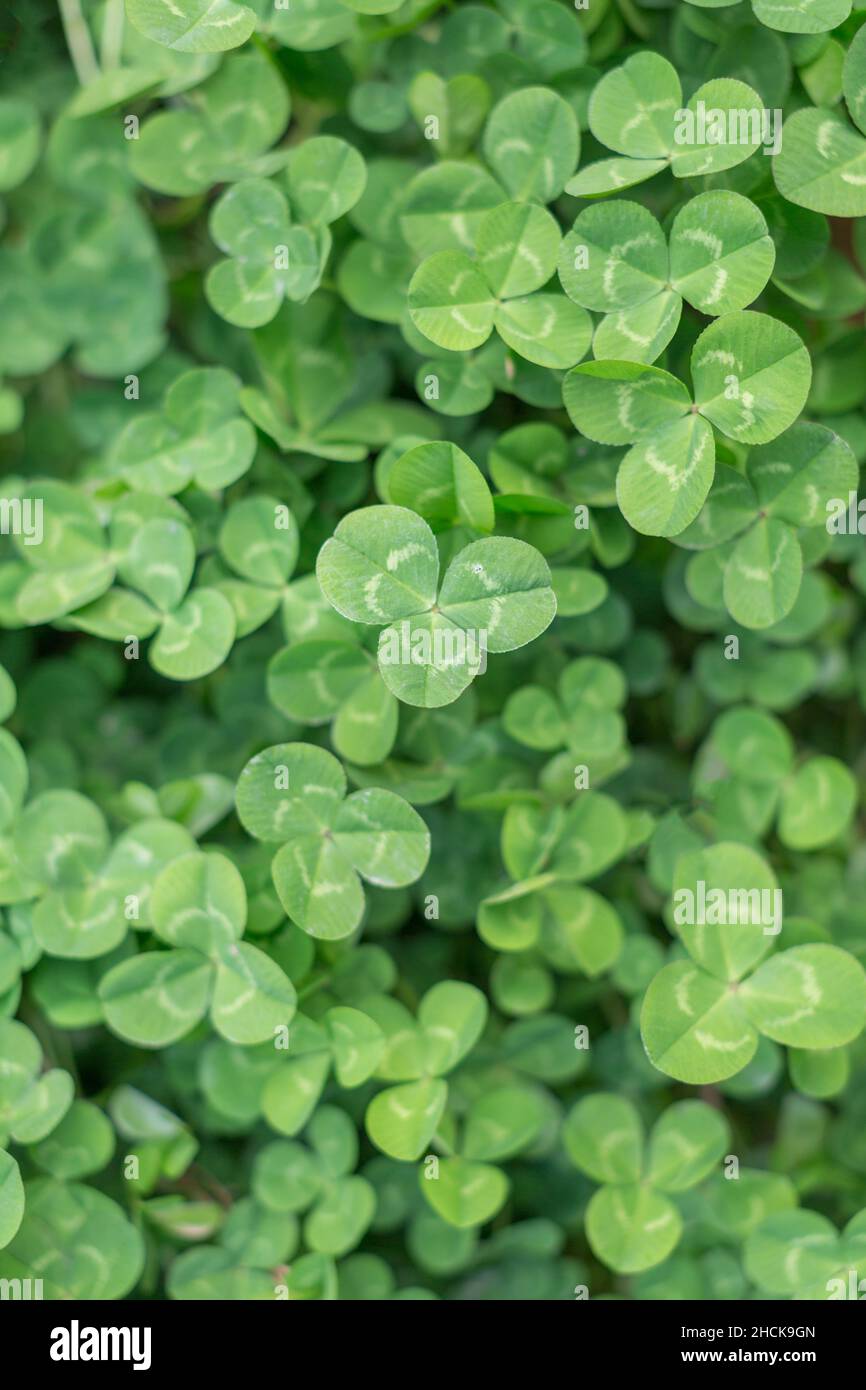 Trefoil field as summer natural background Stock Photo - Alamy
