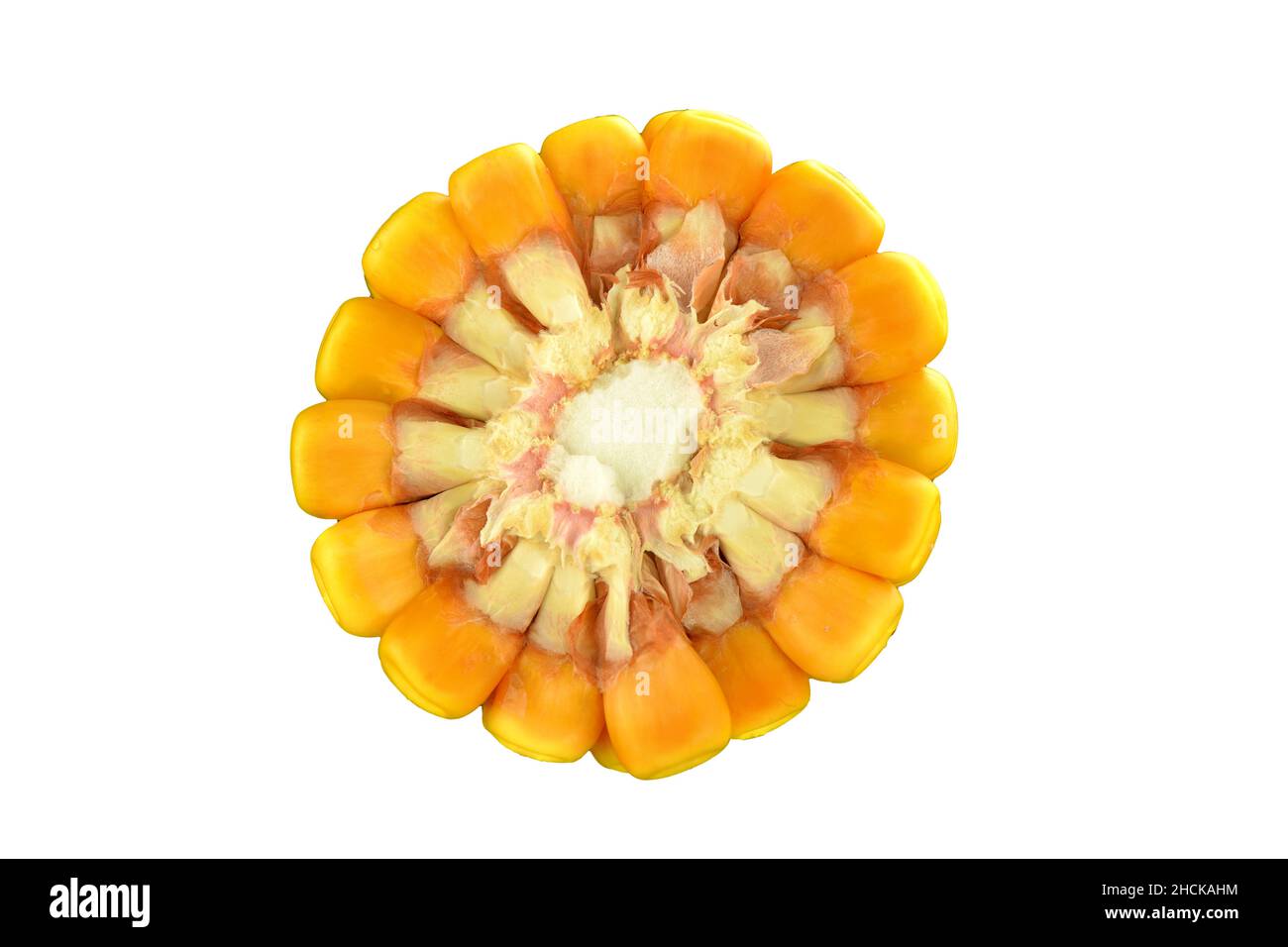 Corn Seedling Cross Section