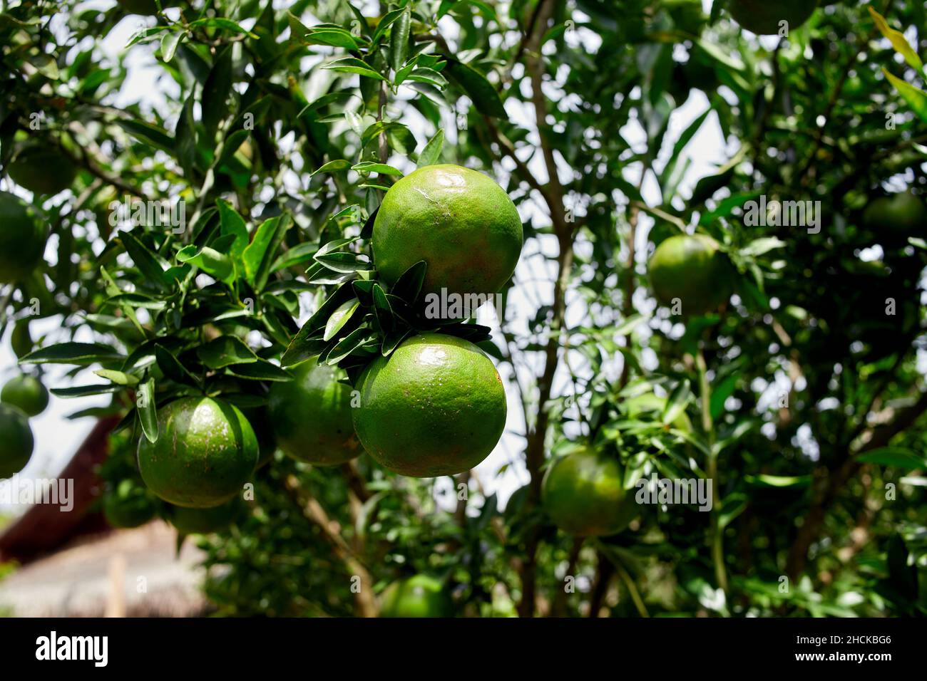 Fresh orange on a tree branch Stock Photo - Alamy