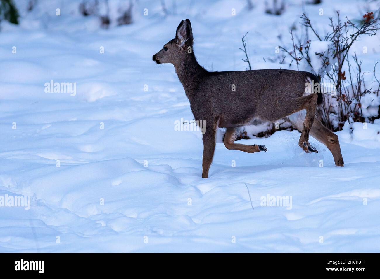 White-tailed Deer Running in Snow. Oregon, Ashland, Cascade Siskiyou ...