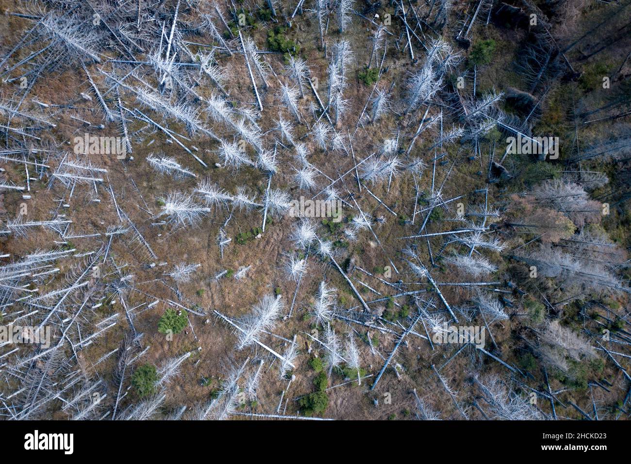 Dead and Dying Forest Caused by a Bark Beetle Infestation Stock Photo ...
