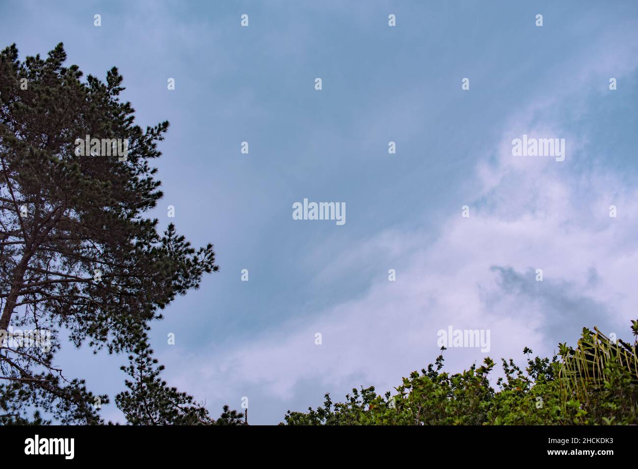 Beautiful low angle shot tree hi-res stock photography and images - Alamy