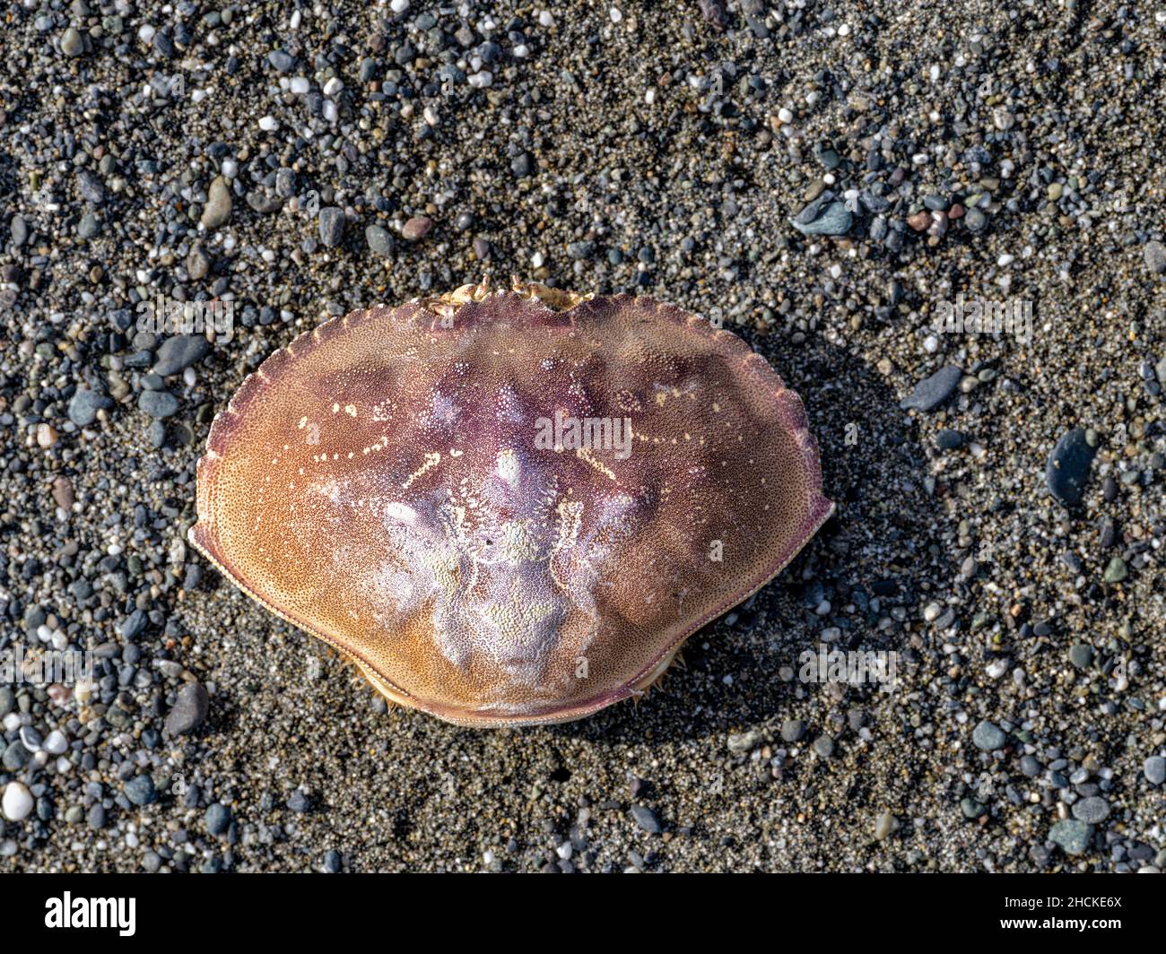 Close up of an empty crab shell on Gold Bluffs Beach at Prairie Creek ...