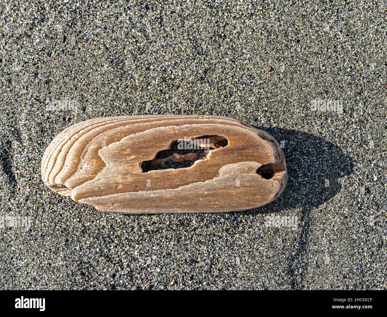 Close up of a piece of driftwood with layers and holes on Gold Bluffs ...