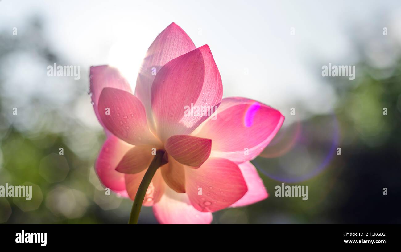 Lotus flower blooms towards the early sun, photograph from underneath ...