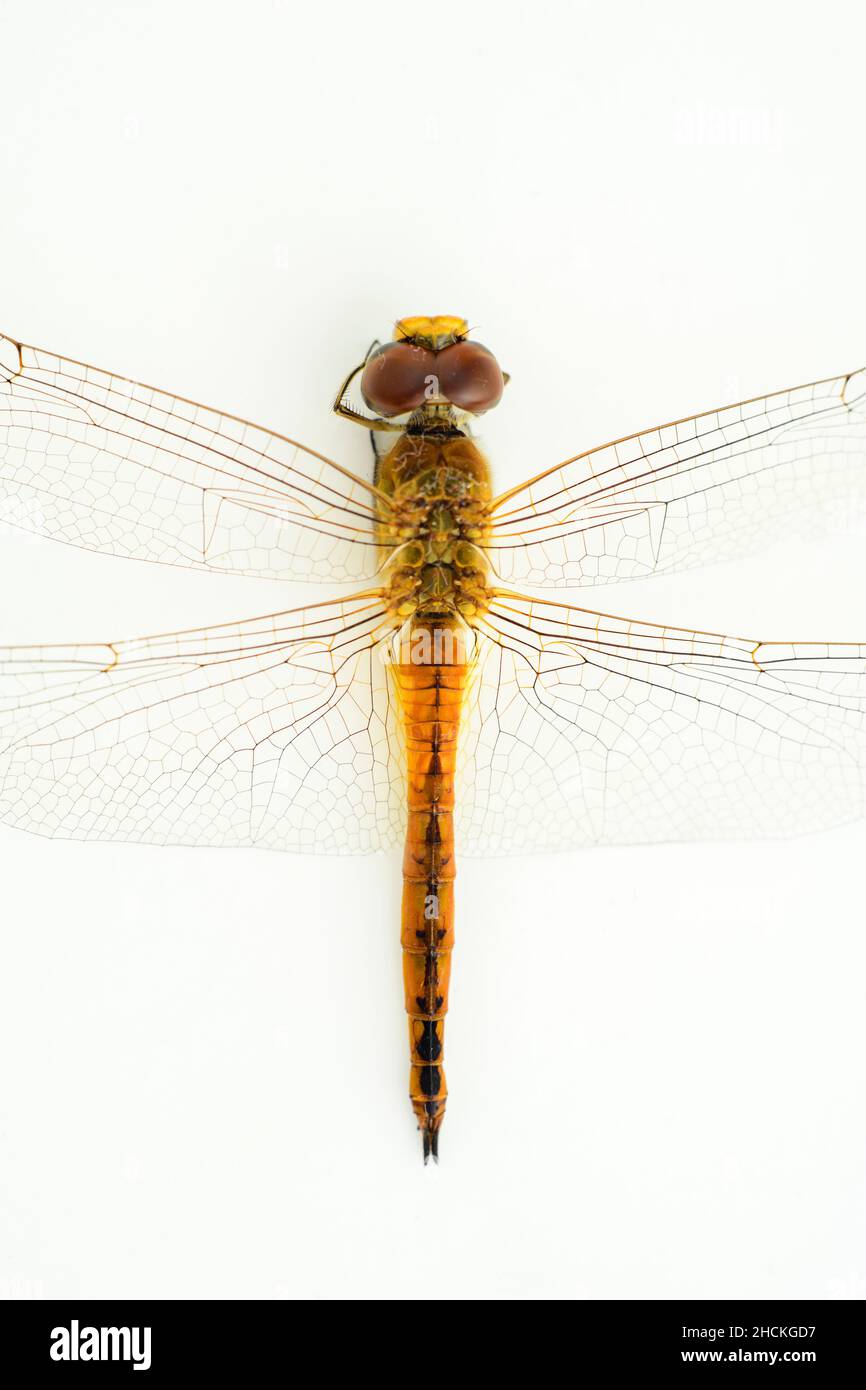 Dragonfly wing close up microscope hi-res stock photography and images ...