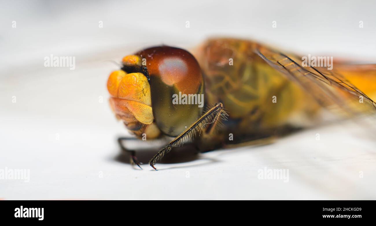 Dragonfly side hi-res stock photography and images - Alamy
