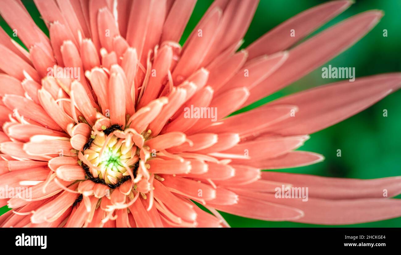 Macro shot, beautiful pistil-colored Babandesiya flower close up Stock ...