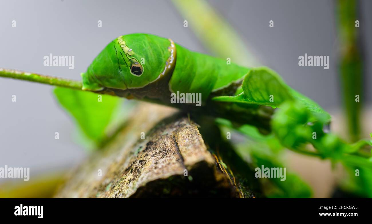Common Mormon larva close-up macro photograph. Eating its favourite ...