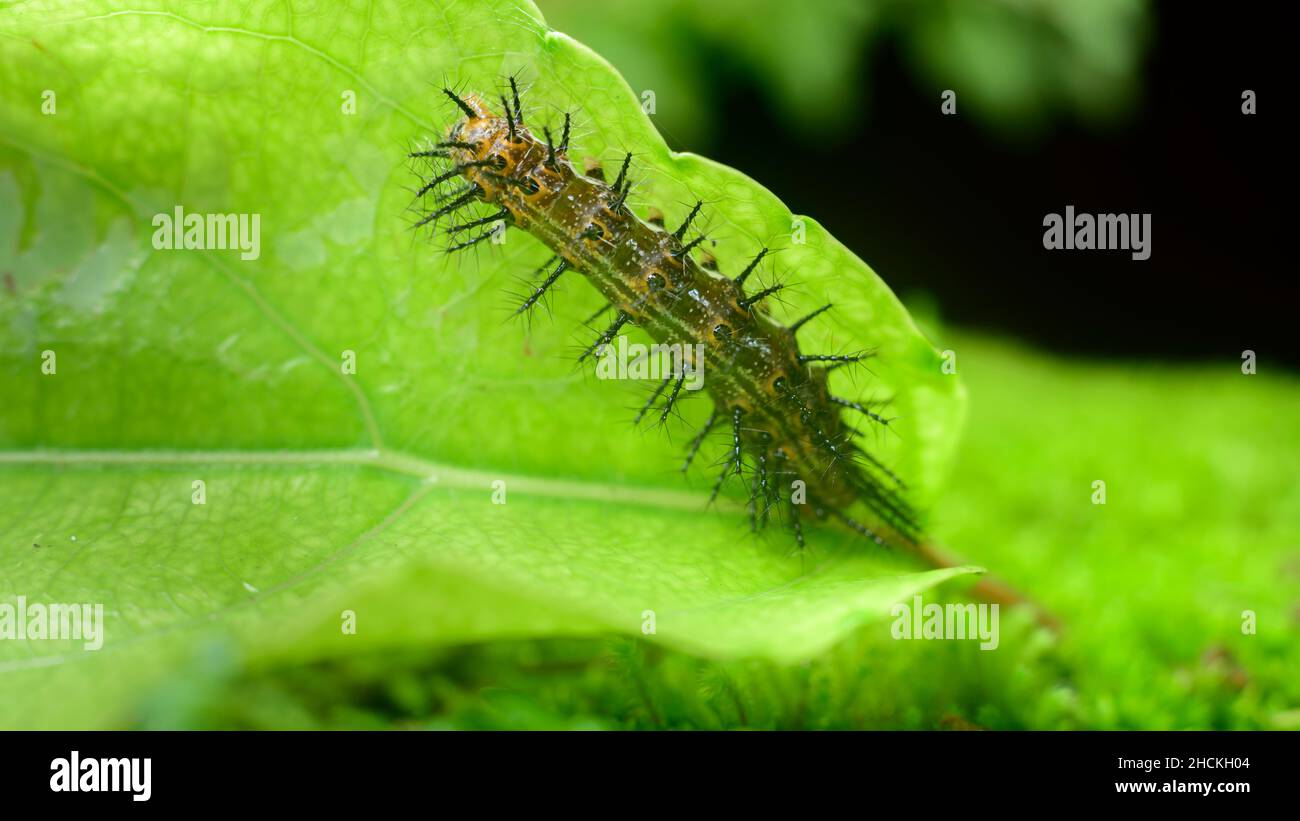 Stages of a butterfly hi-res stock photography and images - Alamy