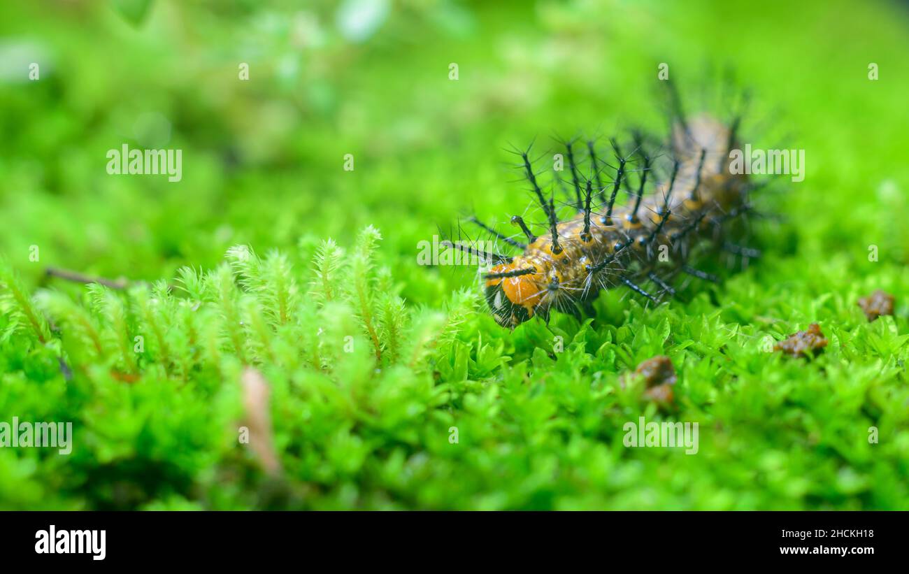 Common leopard larva crawling in wet moss surface close up macro ...