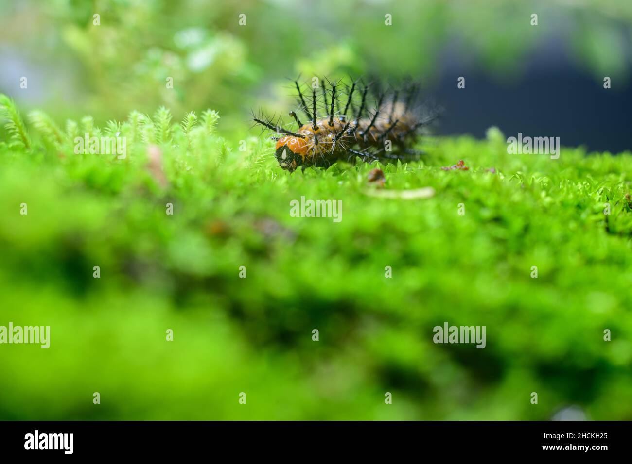 Common leopard larva crawling in wet moss surface close up macro Stock ...