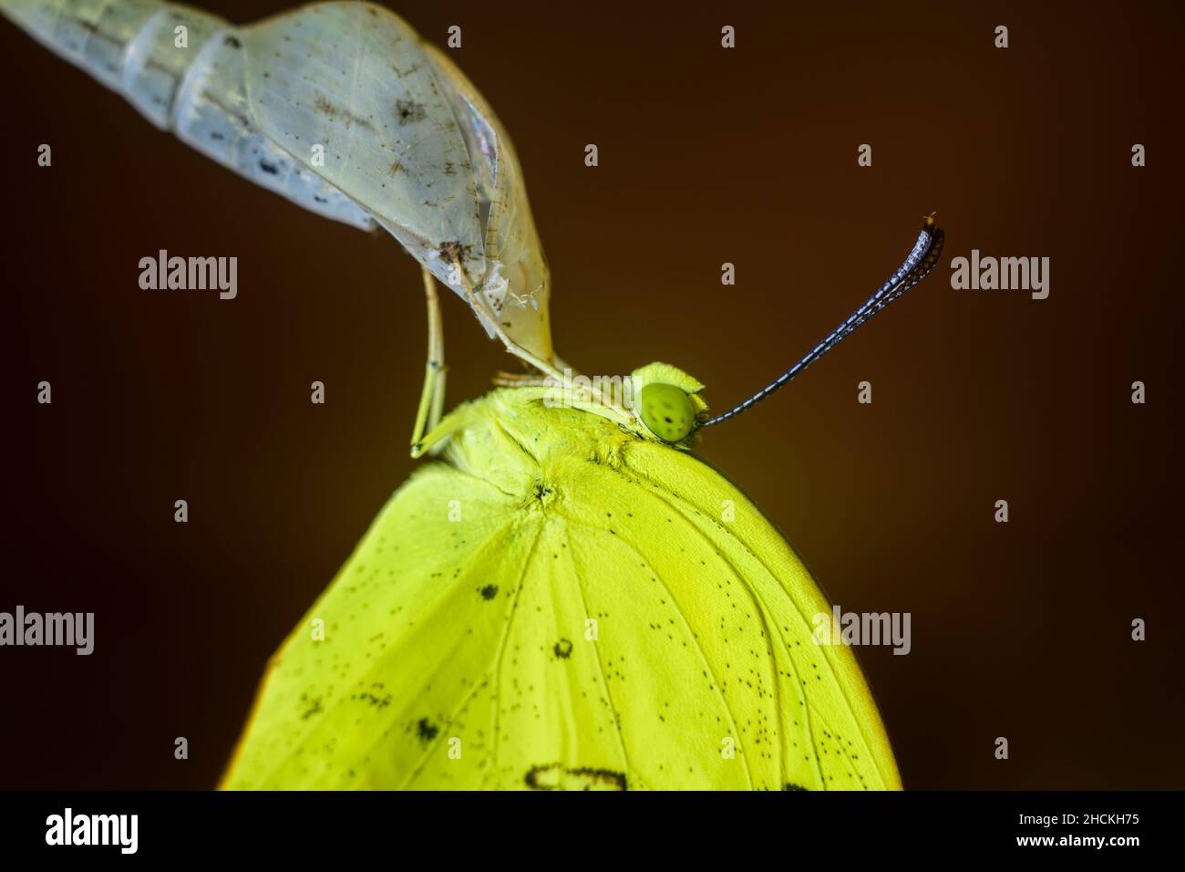 Common grass yellow butterfly came out from the cocoon extreme close-up ...