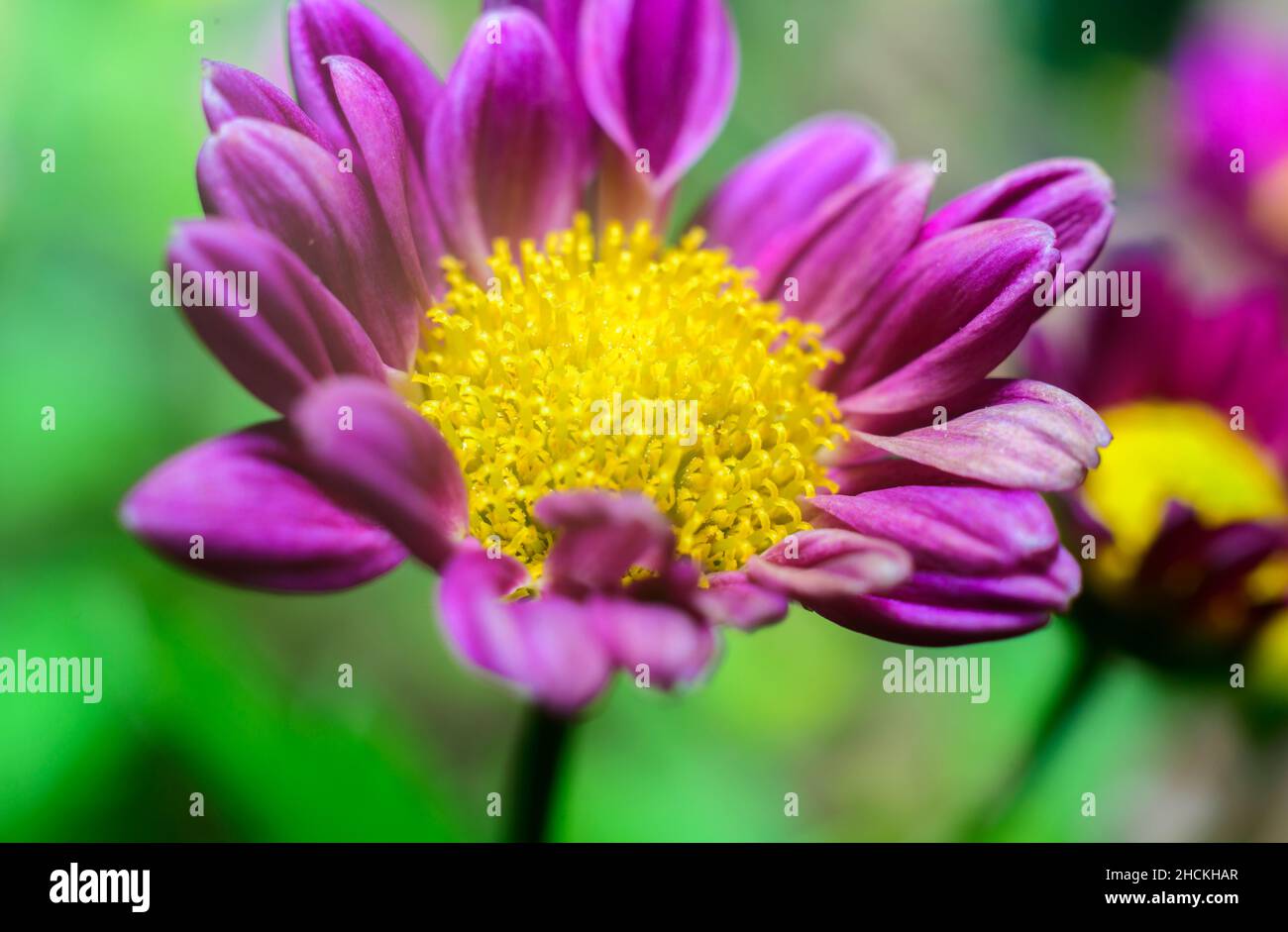 Kapuru flower hi-res stock photography and images - Alamy