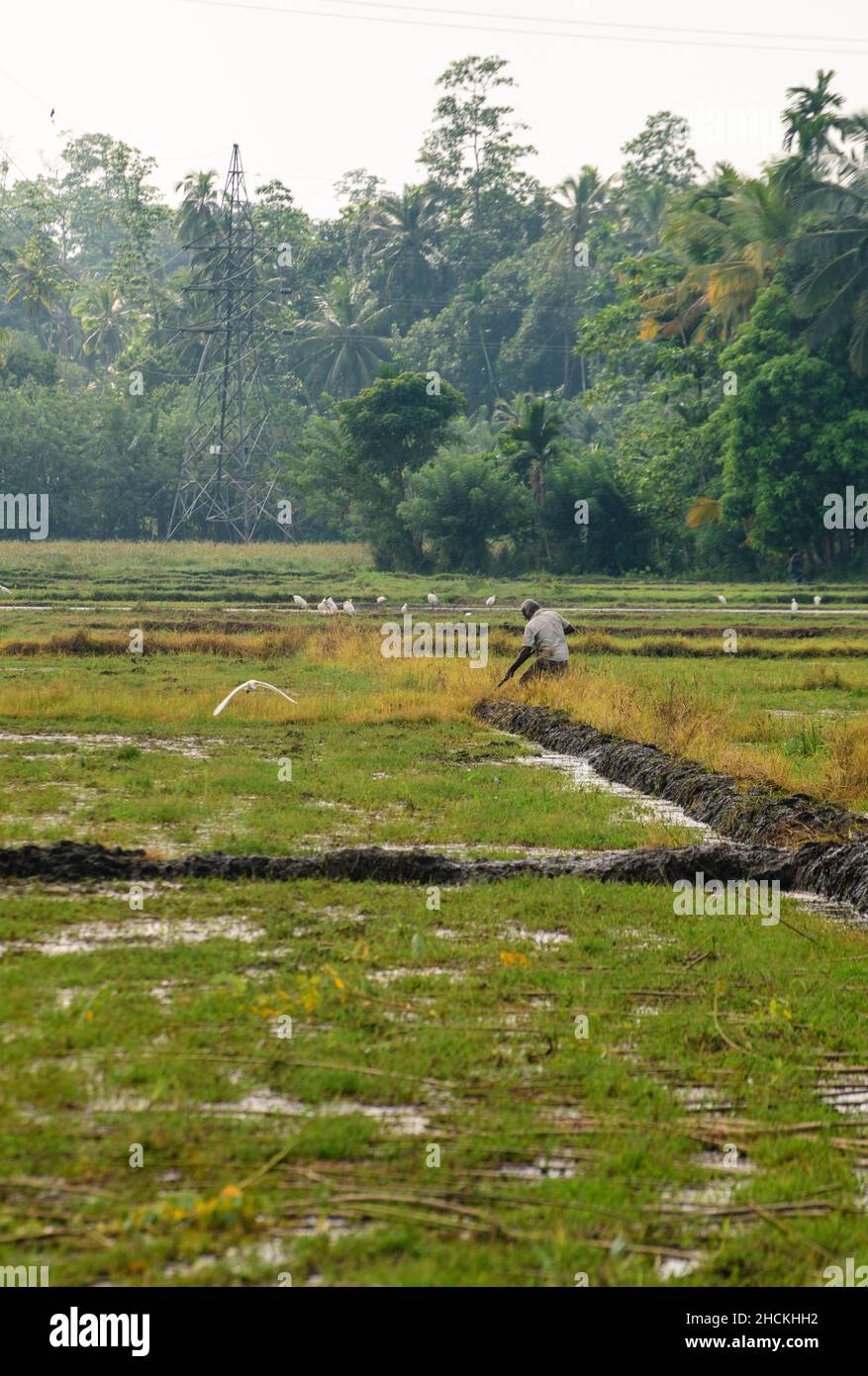 Paddy field man farmer sri lanka hi-res stock photography and images ...