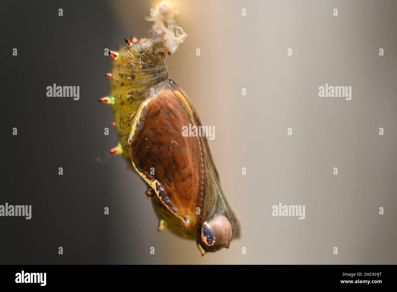 Pupa Stage in the life cycle of a butterfly, Spotted rustic is ...