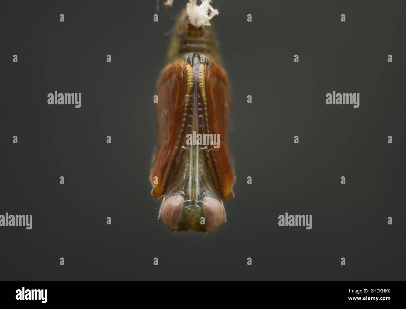 Pupa Stage in the life cycle of a butterfly, Spotted rustic is ...