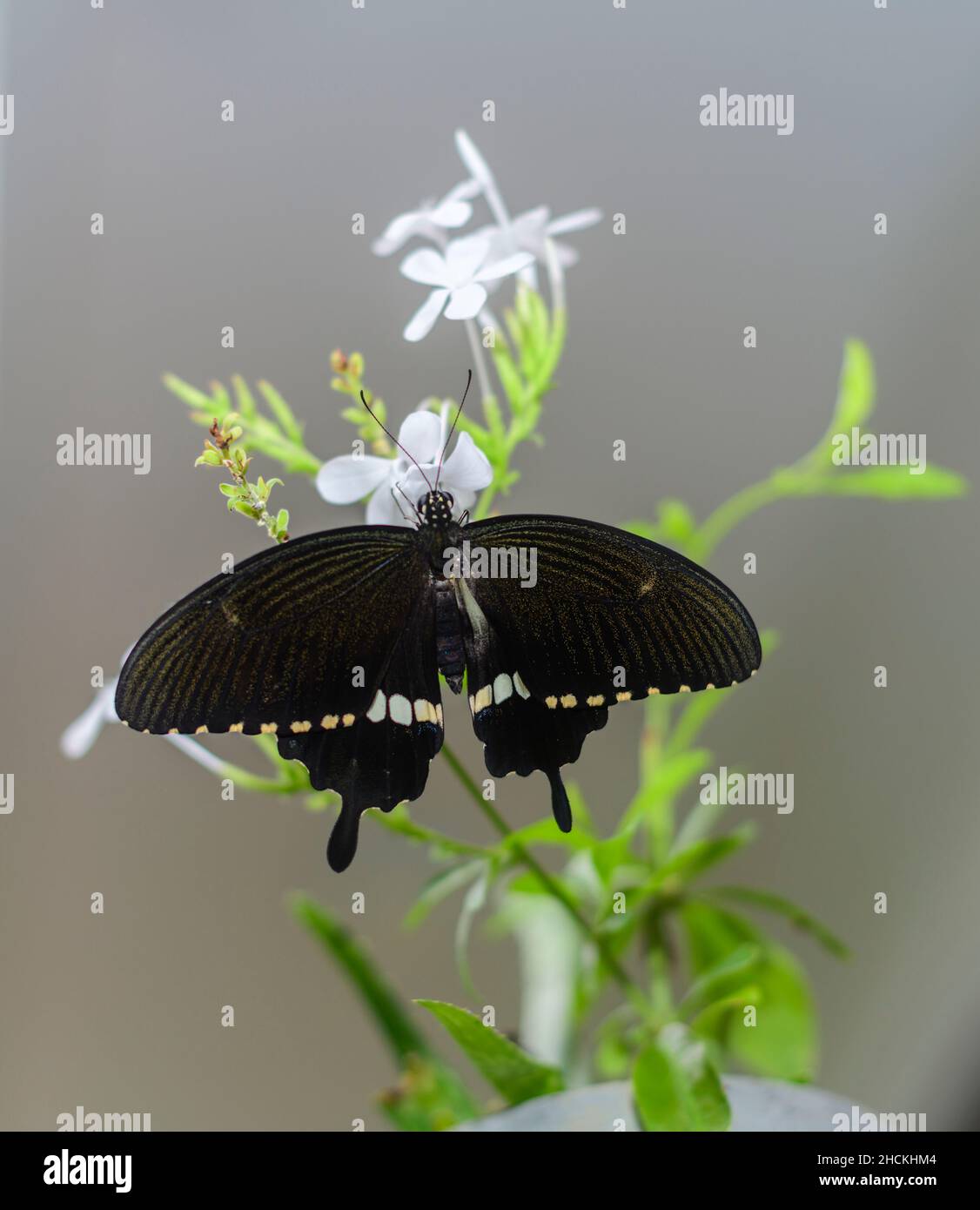 Male common Mormon butterfly sitting on a white flower bunch close-up ...