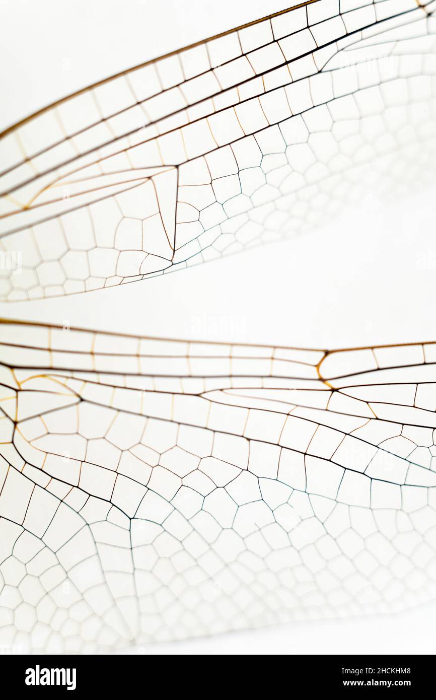 Dragonfly wing close up microscope hi-res stock photography and images ...