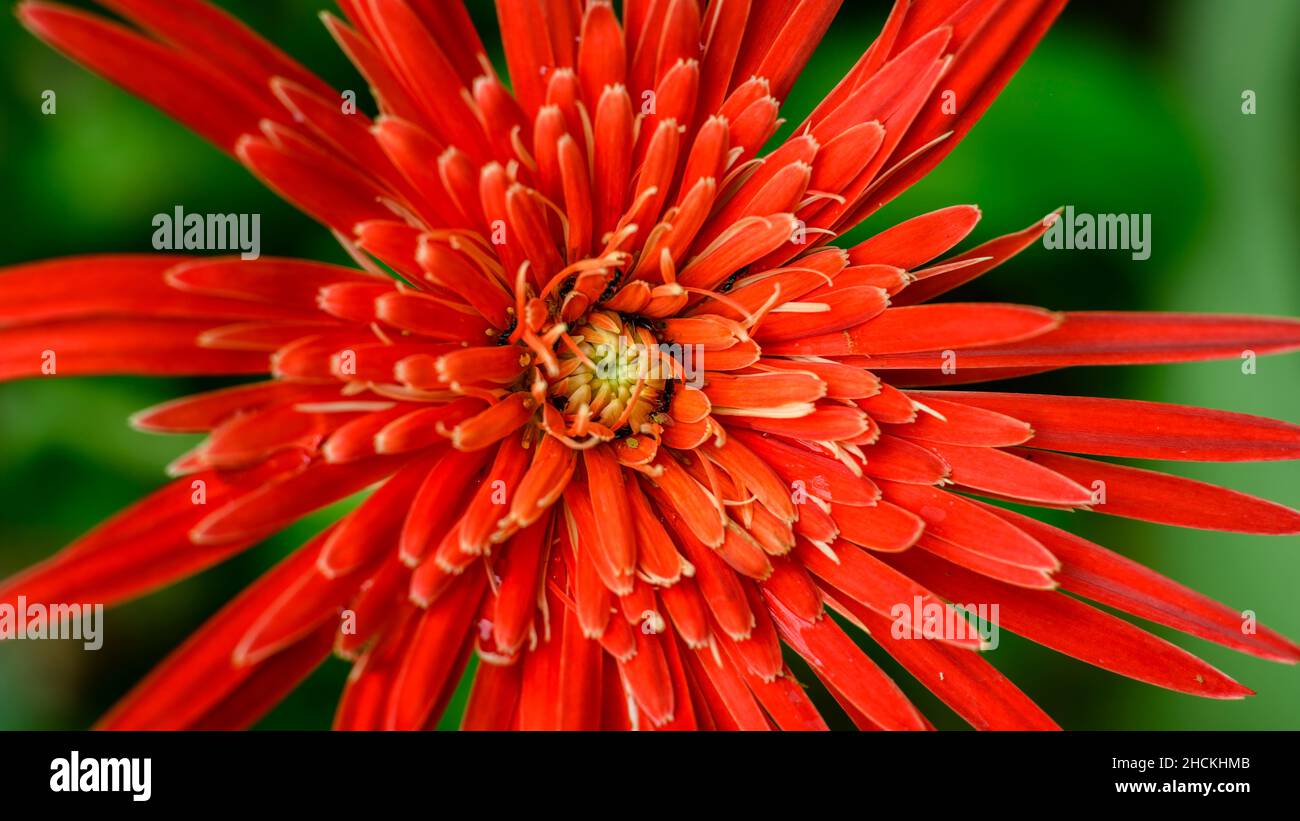 Babandesia hi-res stock photography and images - Alamy