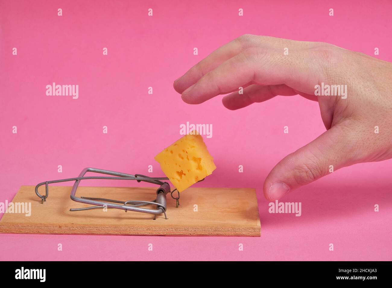 Hand reaches for piece cheese in mousetrap on a pink background.Concept ...