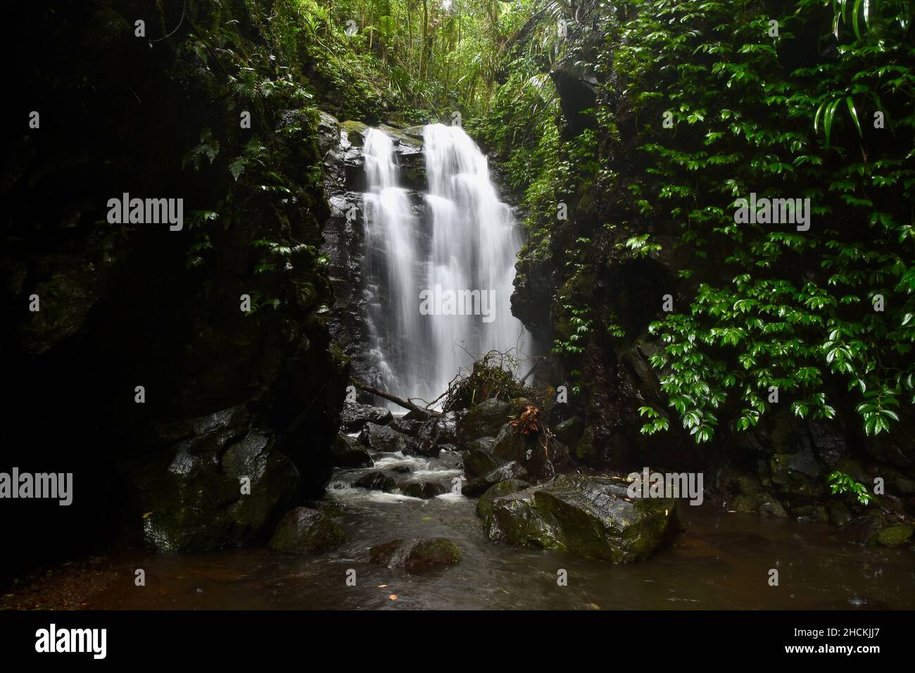 Waterfall amongst wall of ferns, Box Log Falls, Lamington National Park ...