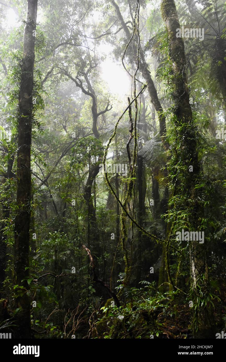 Vines tree canopy trees hi-res stock photography and images - Alamy