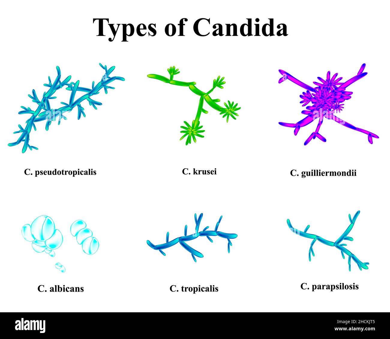 Types of Candida. Anatomical structure of candida. illustration on ...
