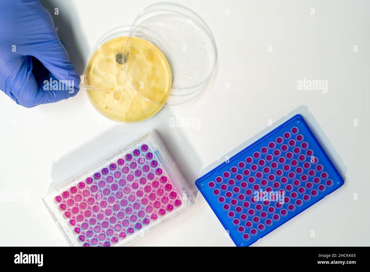 DNA samples are loaded to 96-well plate for PCR analysis Stock Photo ...