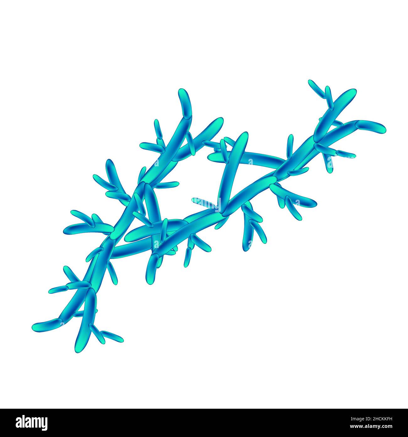 C. pseudotropicalis candida. Pathogenic yeast-like fungi of the Candida ...