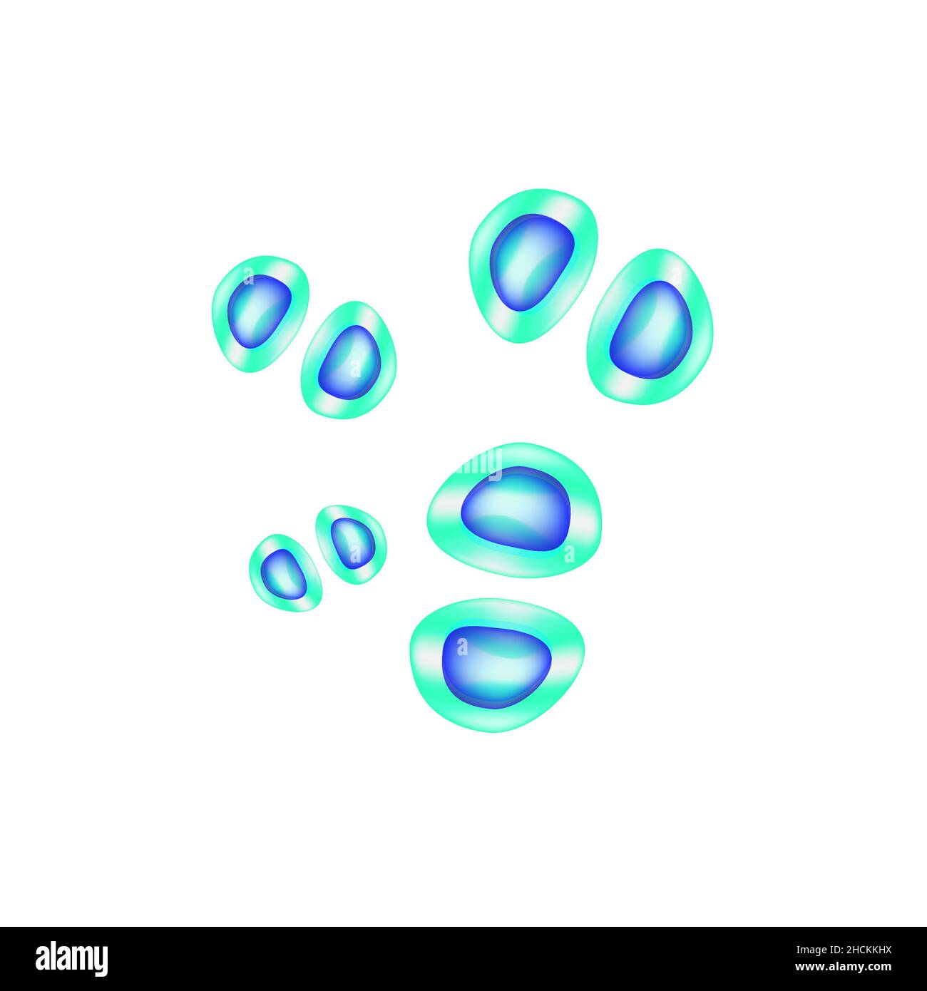 C. glabrata candida. Pathogenic yeast-like fungi of the Candida type ...