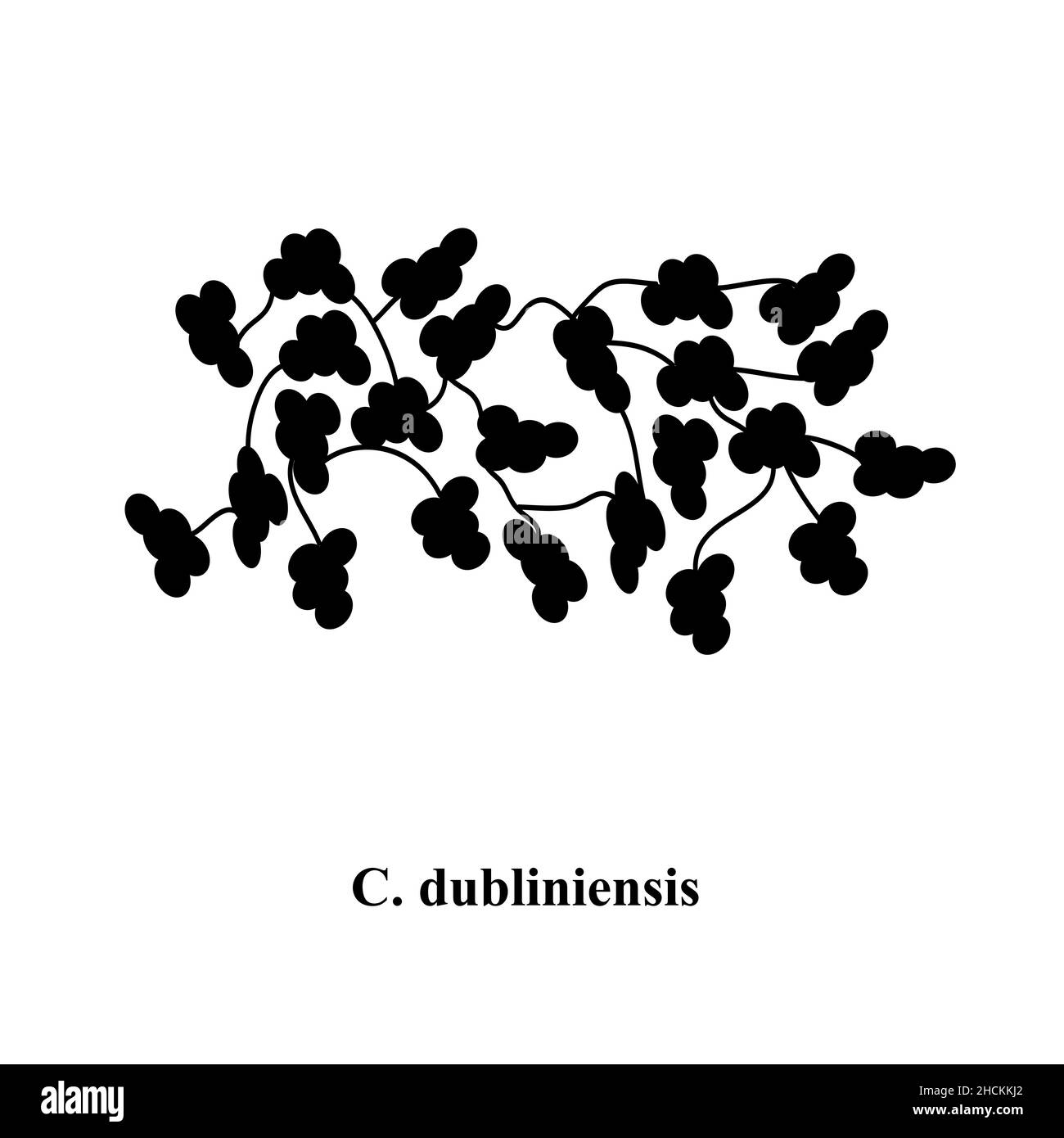 C. dubliniensis candida. Pathogenic yeast-like fungi of the Candida ...