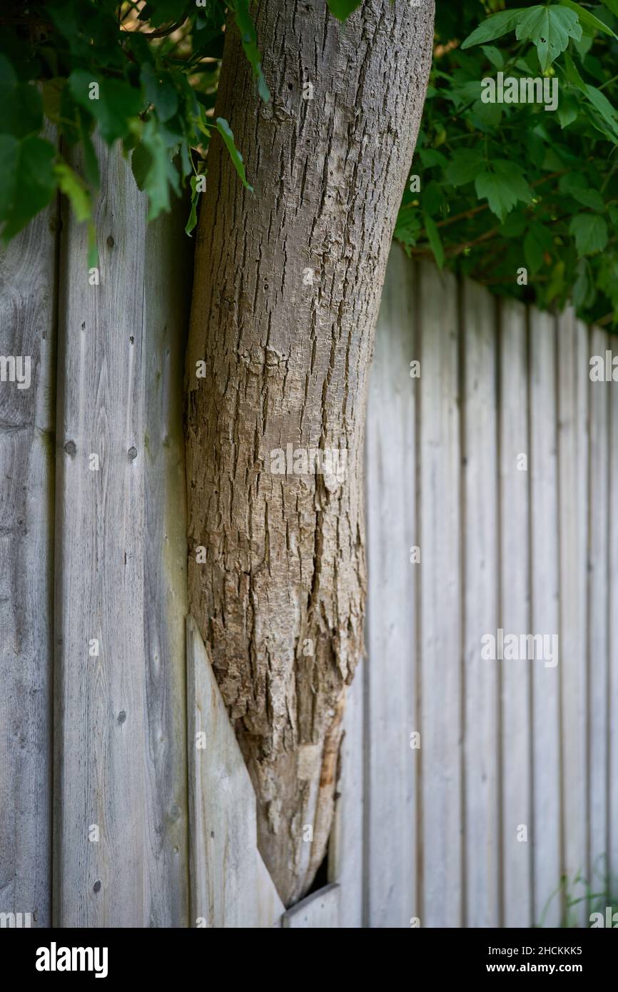 Vertical shot of a tree with green leaves growing through a wooden ...